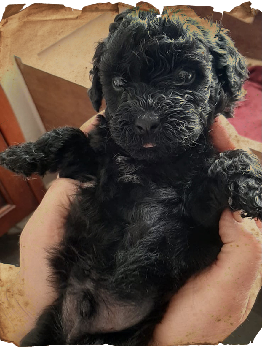 Onze mini labradoodle | Cuddlewellranch